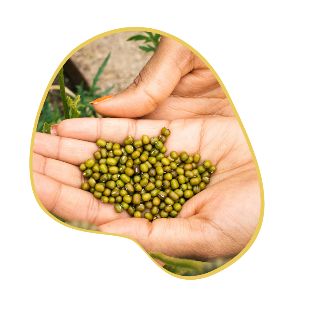 All About Beans | SDG2 Advocacy Hub