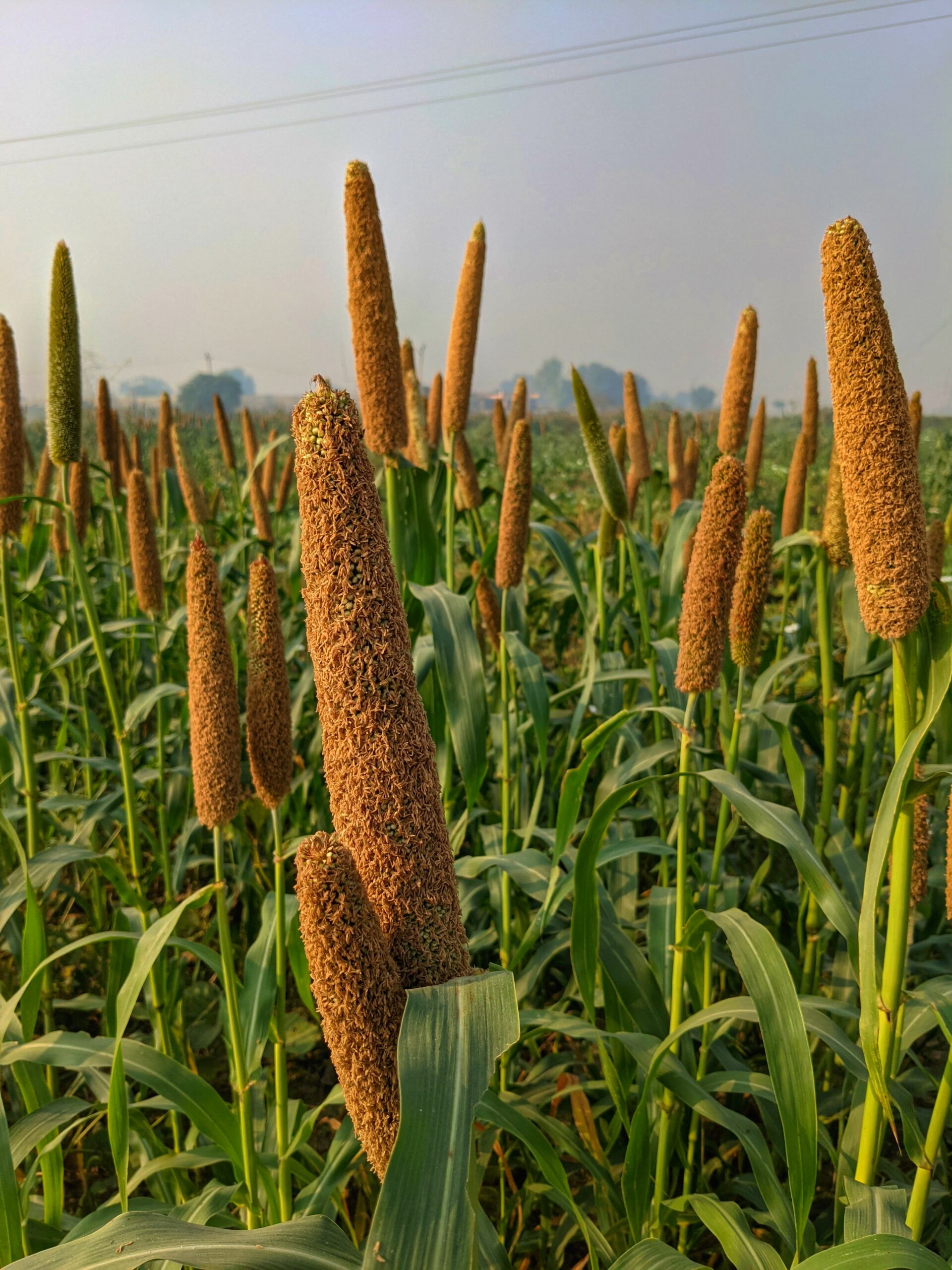 International Year of Millets | SDG2 Advocacy Hub