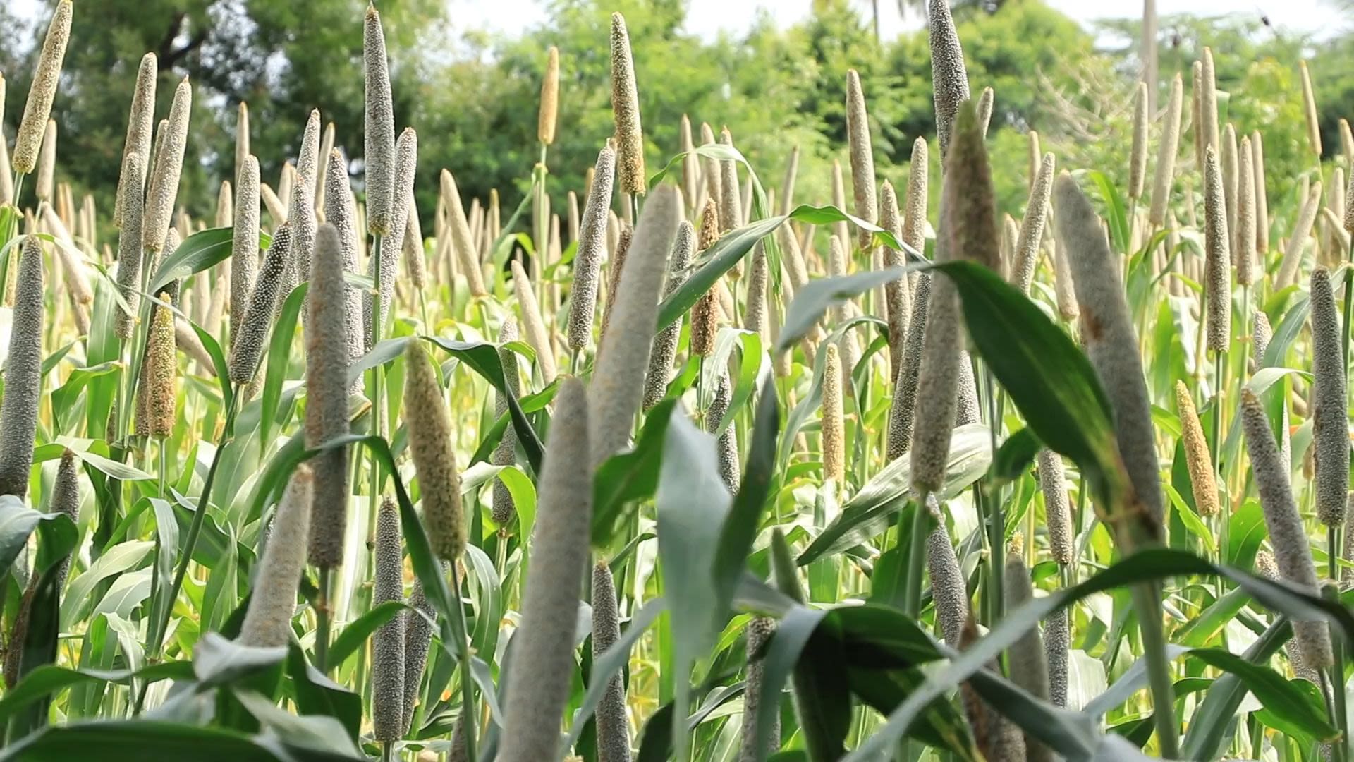 Magnificent Millets - Recipe Collection #IYM2023 | SDG2 Advocacy Hub