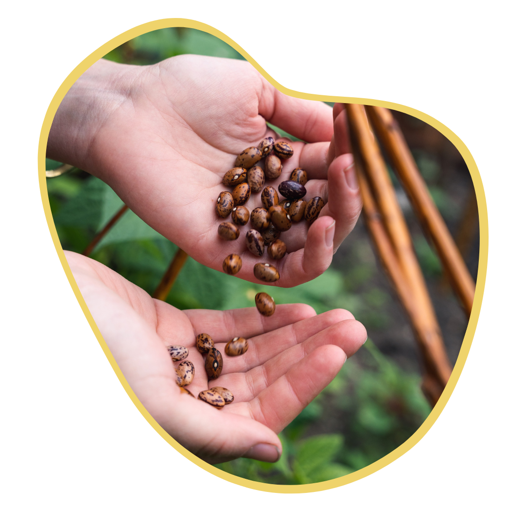 Grow More Beans | SDG2 Advocacy Hub