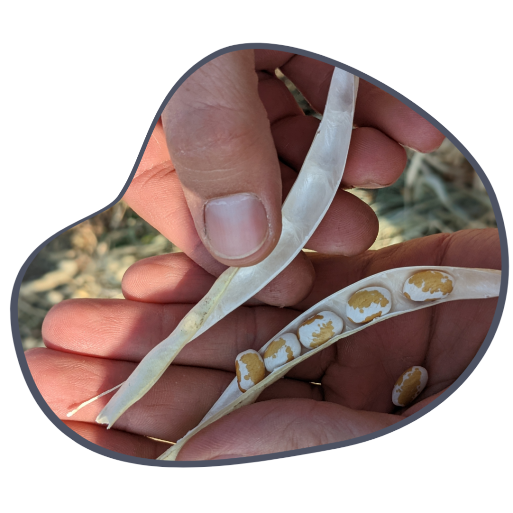 How its bordertown and agricultural roots are driving Primary Beans ...