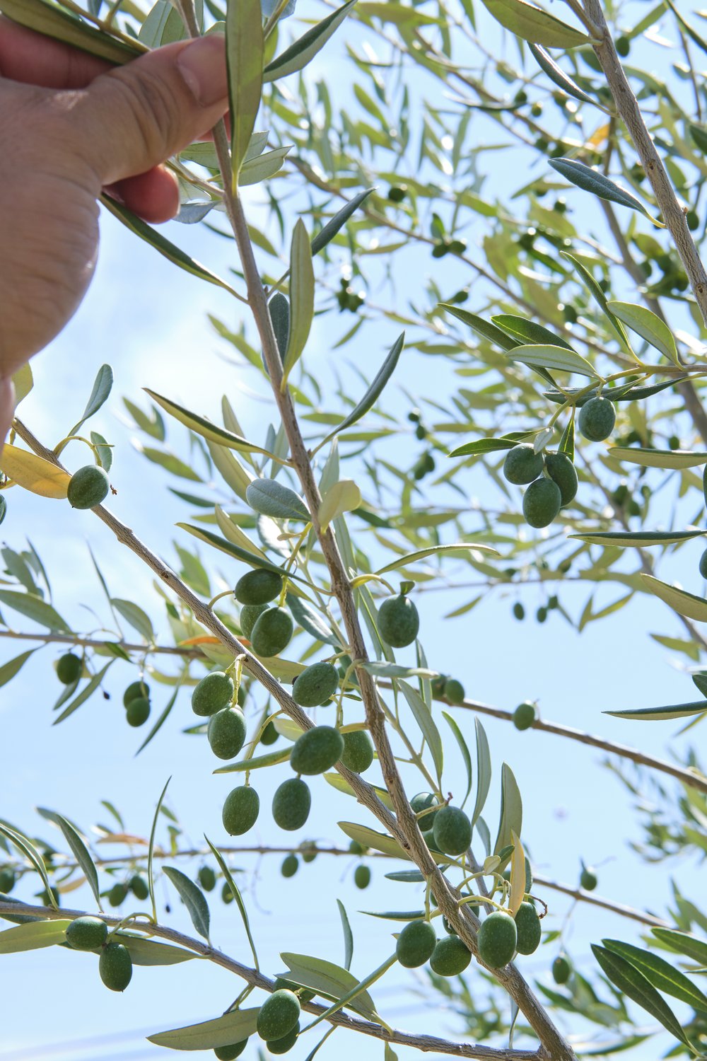 How the Zero Foodprint Restore Grant funds practices that protect ...