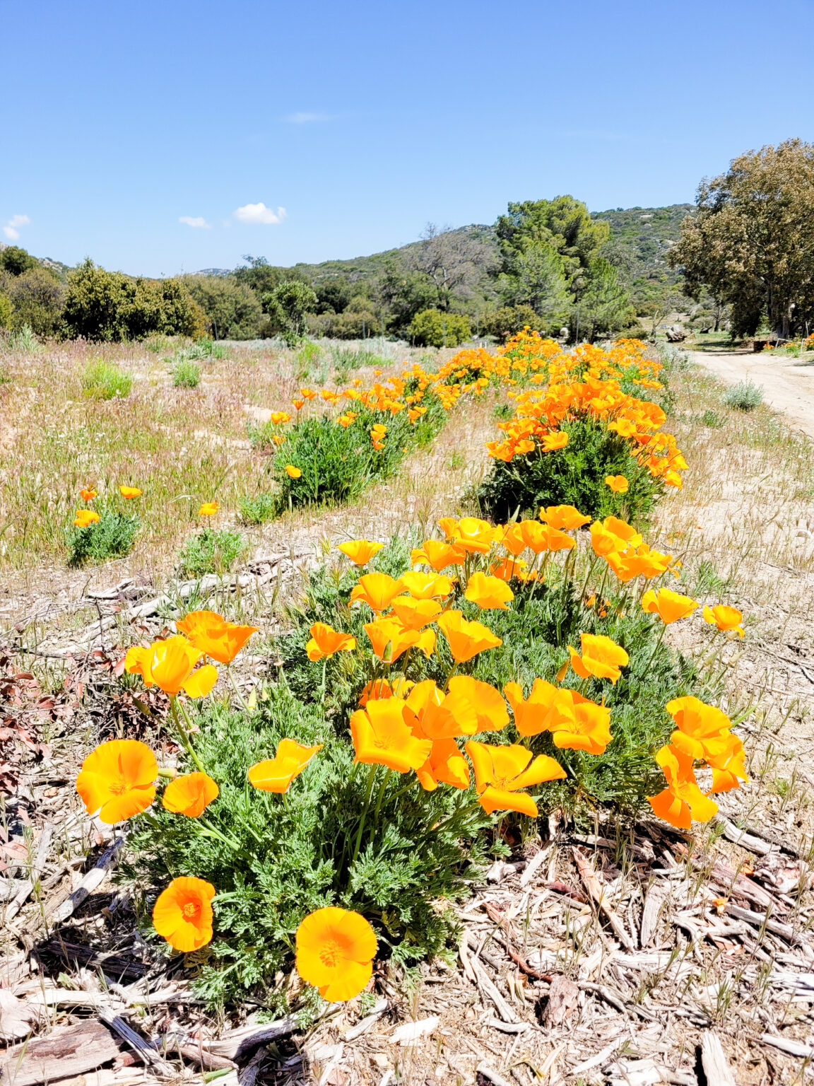 How the Zero Foodprint Restore Grant funds practices that protect ...