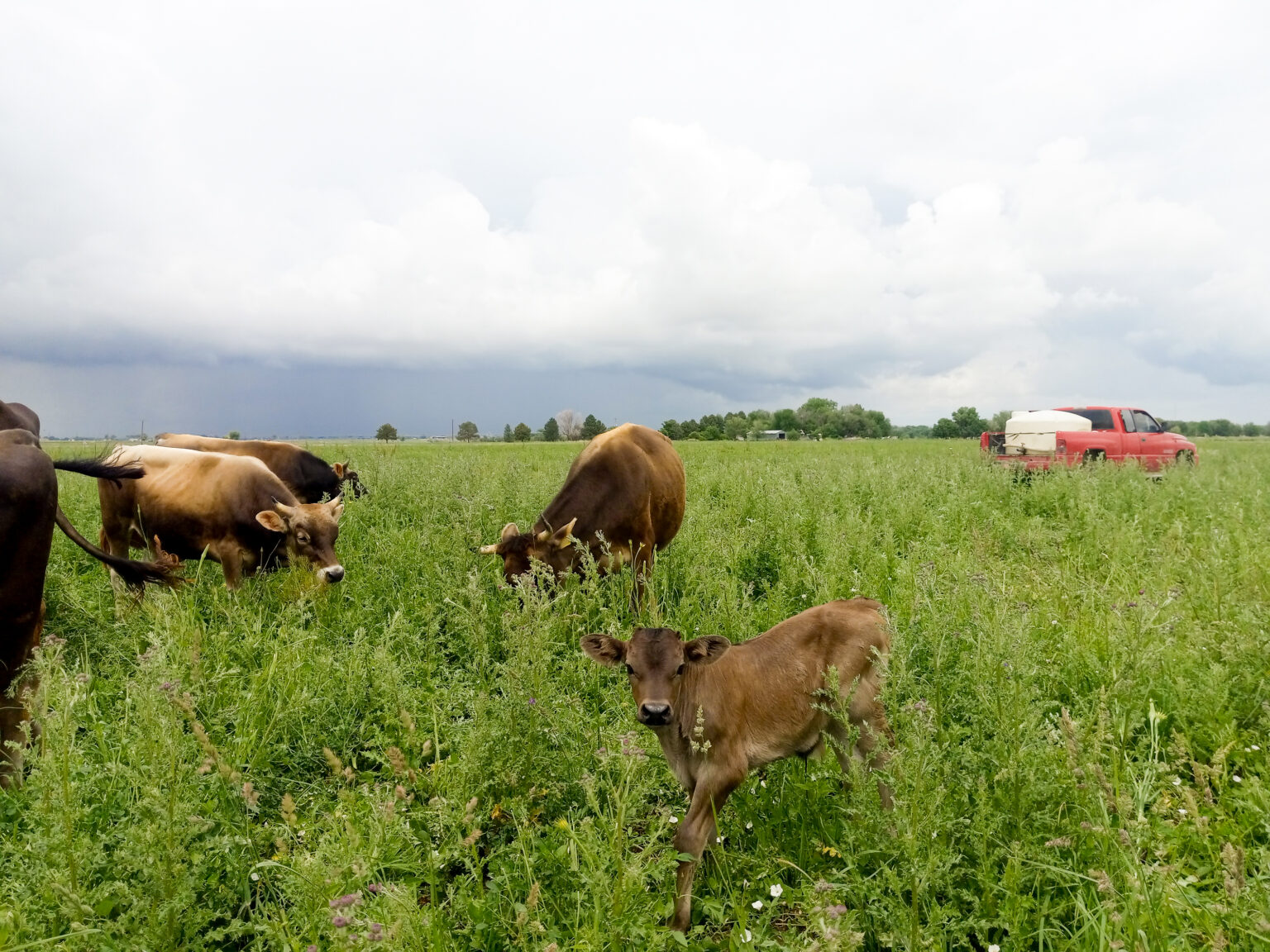 How the Zero Foodprint Restore Grant funds practices that protect ...