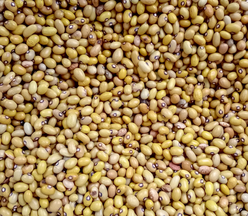 Prosper in beans with Prosper Agriculture | SDG2 Advocacy Hub