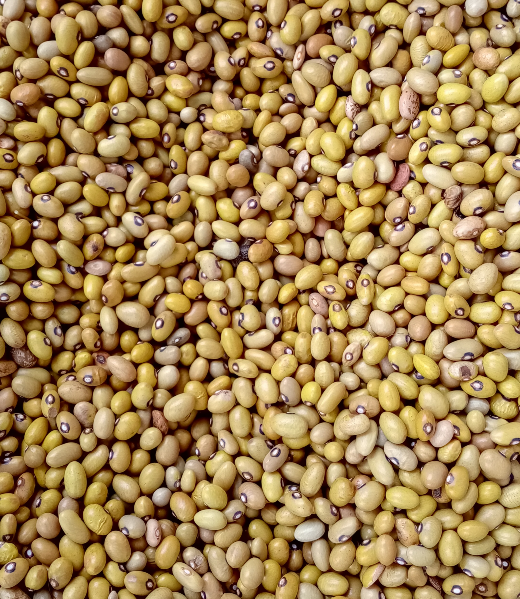 Bean Menu Challenge | SDG2 Advocacy Hub