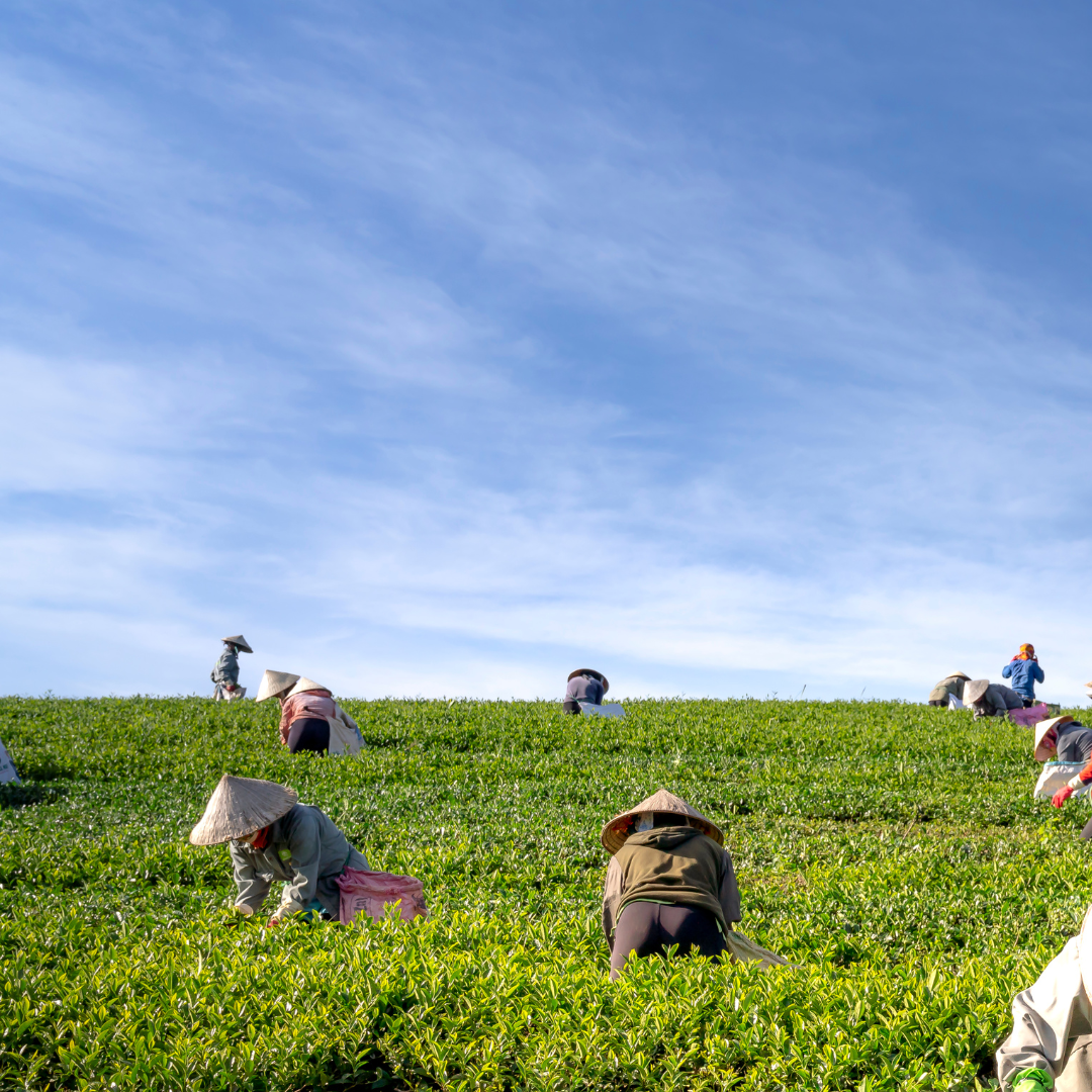 SDG2 Advocacy Hub | Bringing people together to achieve SDG2: Zero Hunger