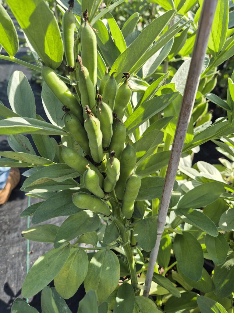 How Women Are Shaping the Future of Bean Farming | SDG2 Advocacy Hub